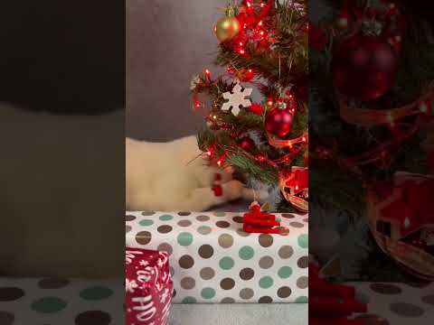 Cat loves to play with christmas ornaments