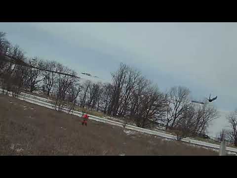 Janaury 2025 Iowa Pheasant Hunting with the Small Munsterlander