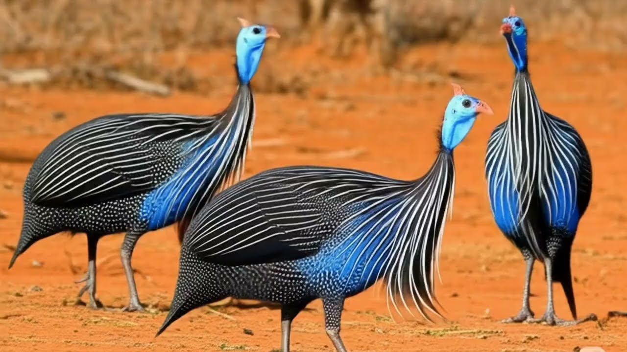 Vulturine Guinea Fowl: The Most Beautiful 