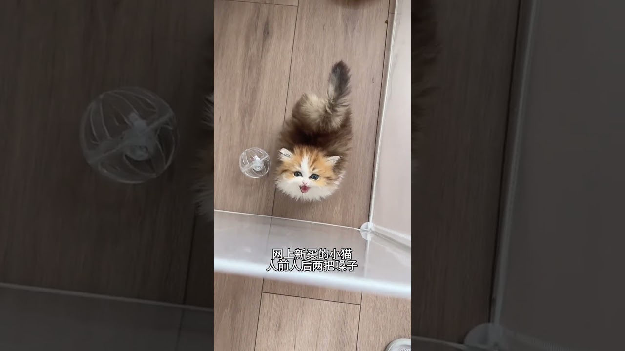 The kitten has two faces and it pinched me. Munchkin dwarf cat's confusing behavior