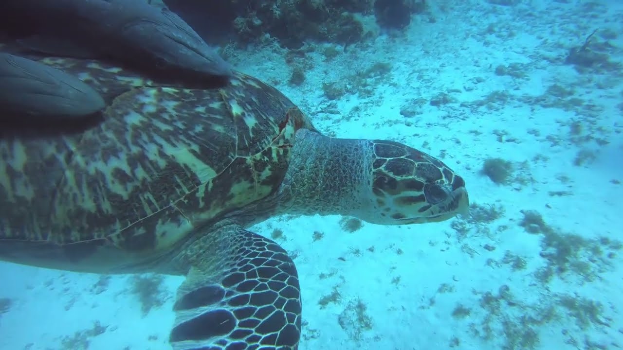 Hawksbill Turtle and pair of Remoras wanting to swimming with Coach G