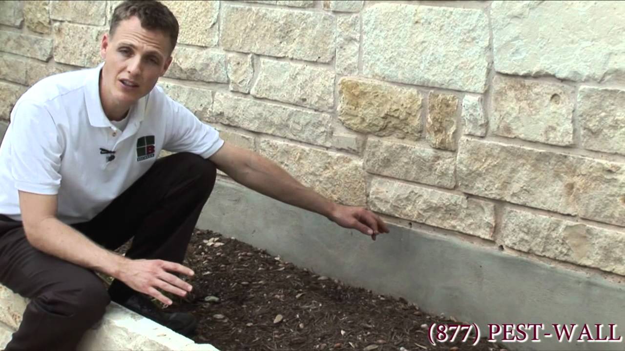 Bark Scorpion Treatments - Bulwark Exterminating Scorpion Control