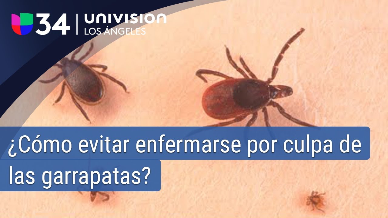 Cuidado con las garrapatas: ¿cómo evitar enfermarse por culpa de estas?