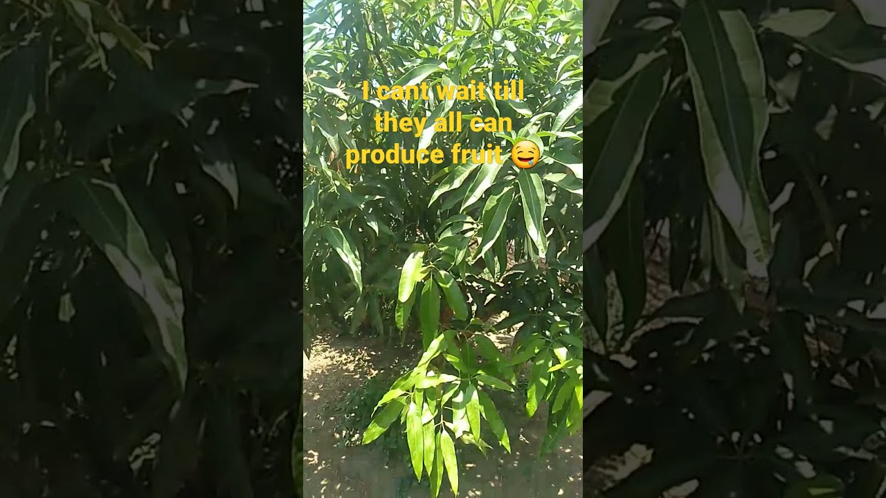 my house is full of plants and fruit trees i cant wait 🤤🤤🤤