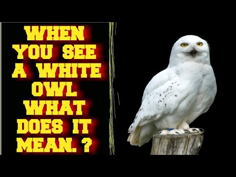 WHEN YOU SEE A WHITE OWL WHAT DOES IT MEAN ?