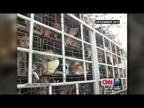 Dogs slaughtered for meat in Vietnam… Stop the Dog Meat Trade | askmarion