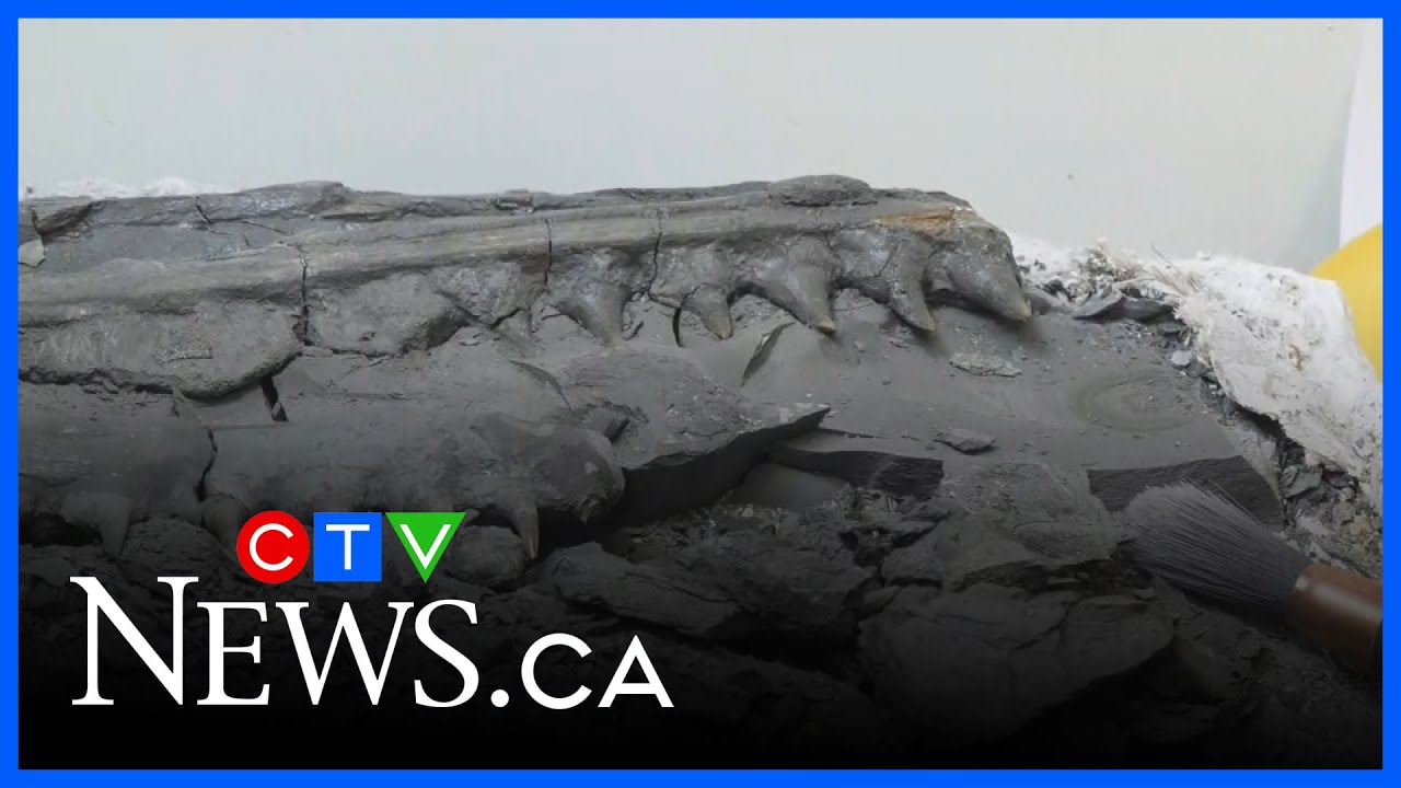 Mosasaur skull discovery