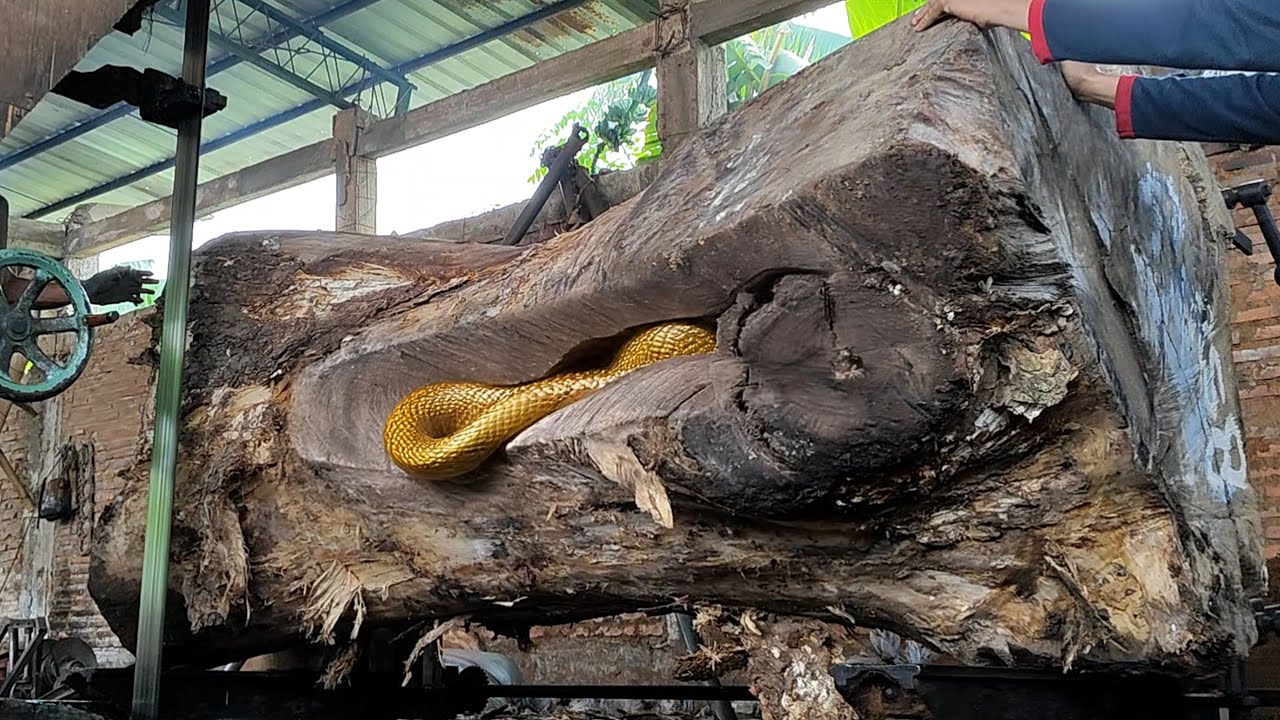 Manchester’s Sawmill Powerhouse ‼️ Epic Machinery Processing Timber in Seconds