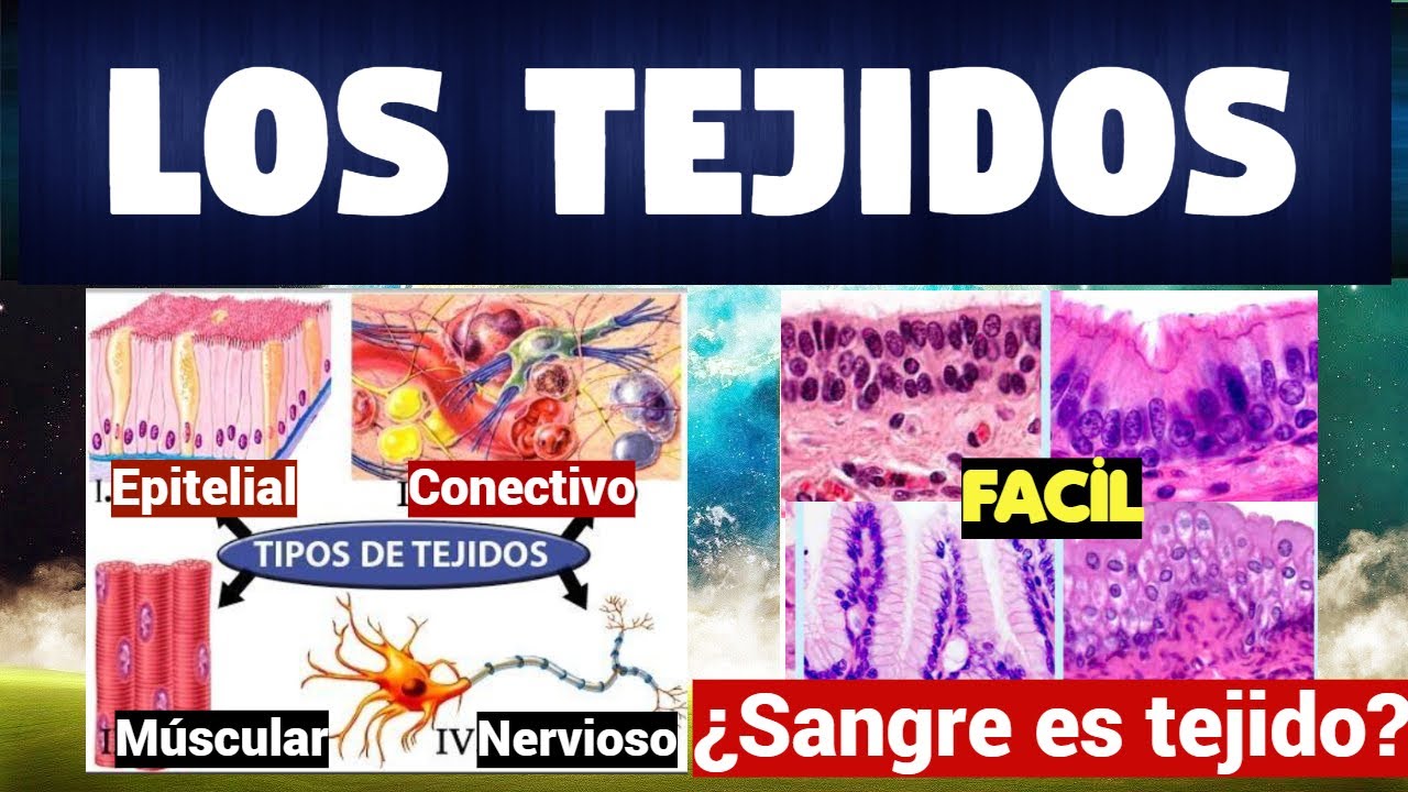 TODO SOBRE LOS TEJIDOS | CLASIFICACIÓN Y FUNCIONES | CARACTERISTICAS