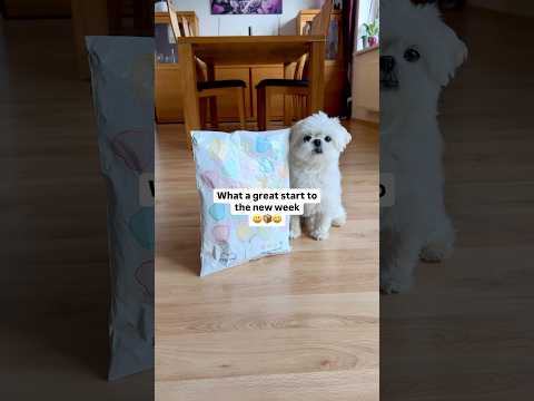 📦😃 WHAT A GREAT START TO THE NEW WEEK 😃📦 #cutedog #maltese #cutedogs #maltesedog #malshi #monday