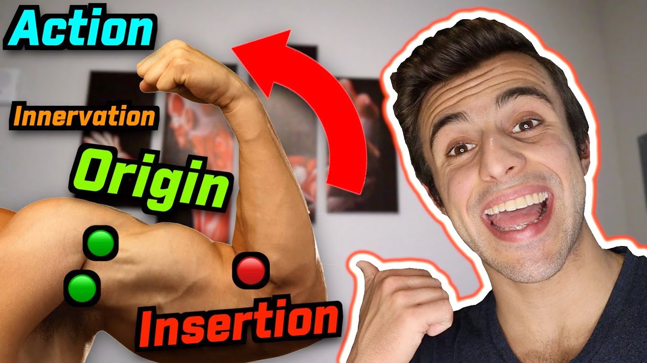 ORIGIN, INSERTION, ACTION, AND INNERVATION MADE EASY!