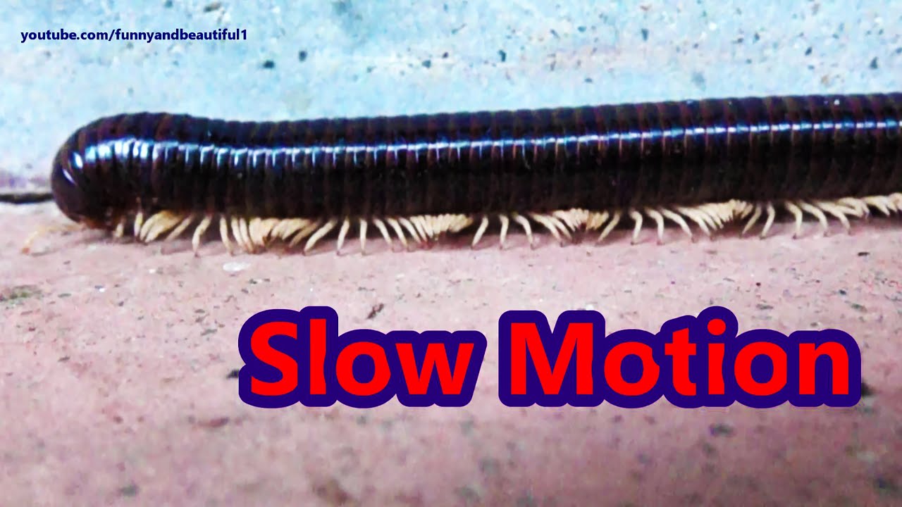 Millipede walking with hundreds of legs - Slow Motion