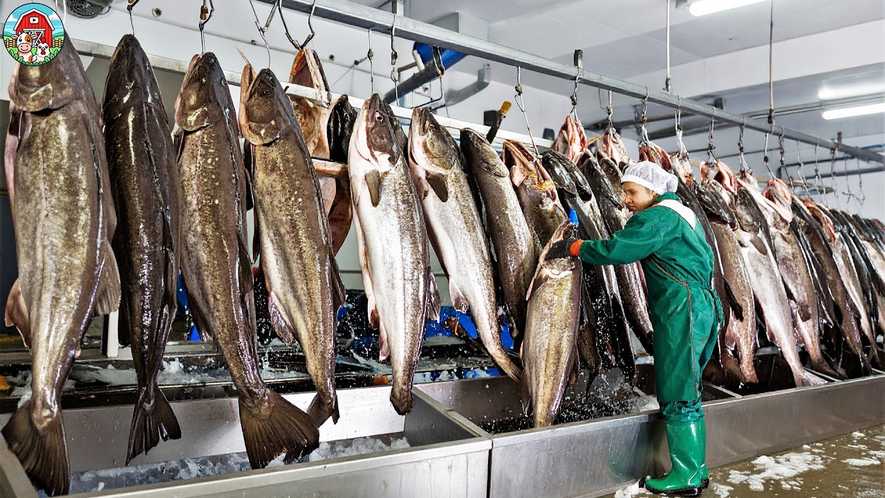 Fishermen Catch Millions Of COD FISH - Cod Fishing And Processing - Cod Processing Line in Factory 🐟