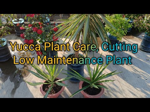 Yucca Plant Care Tips & Propagation/Yucca plant ki cutting kaise lagaye?