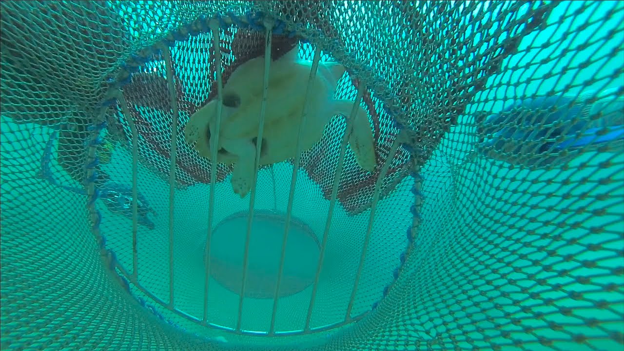 Tackling Bycatch in U.S. Fisheries