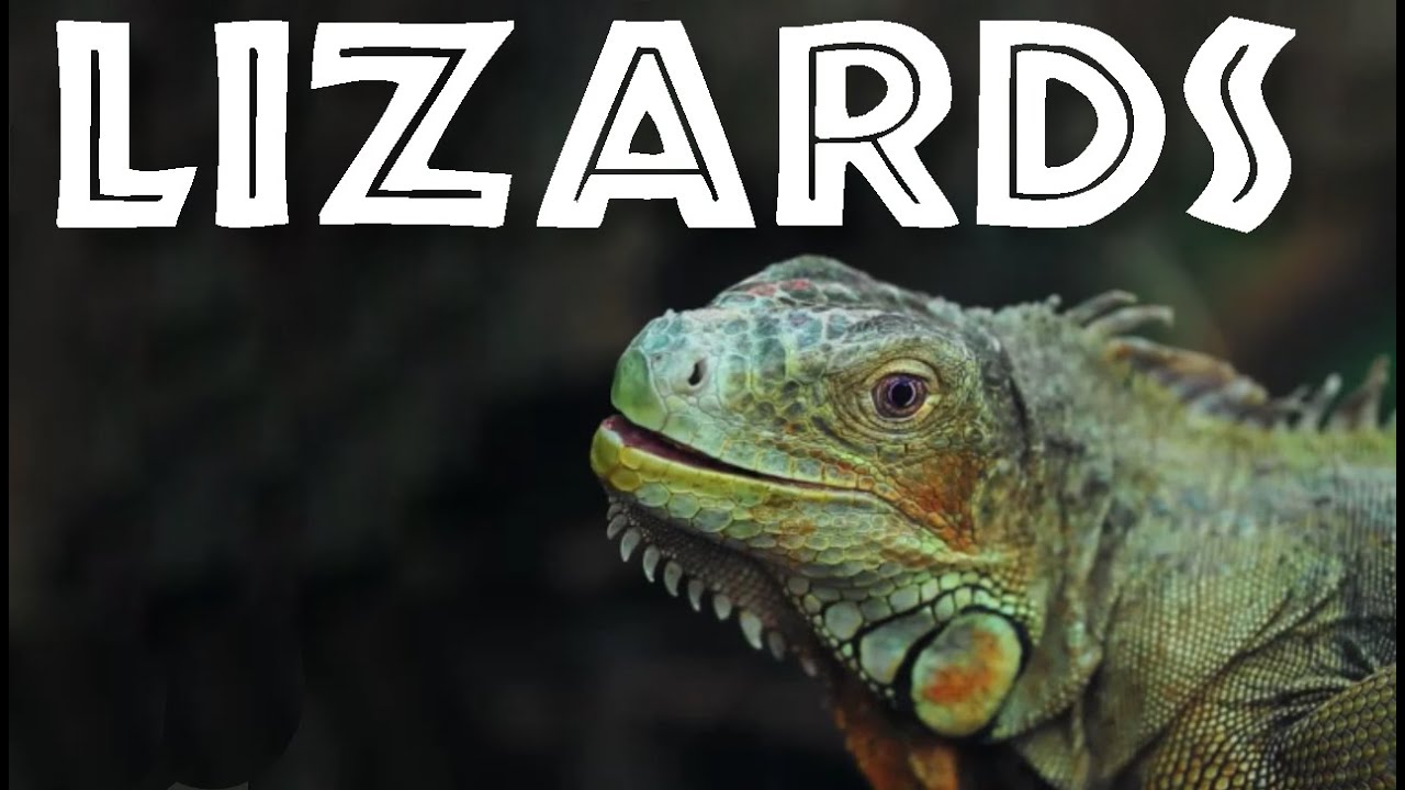 All About Lizards for Kids - Facts About Lizards for Children: FreeSchool