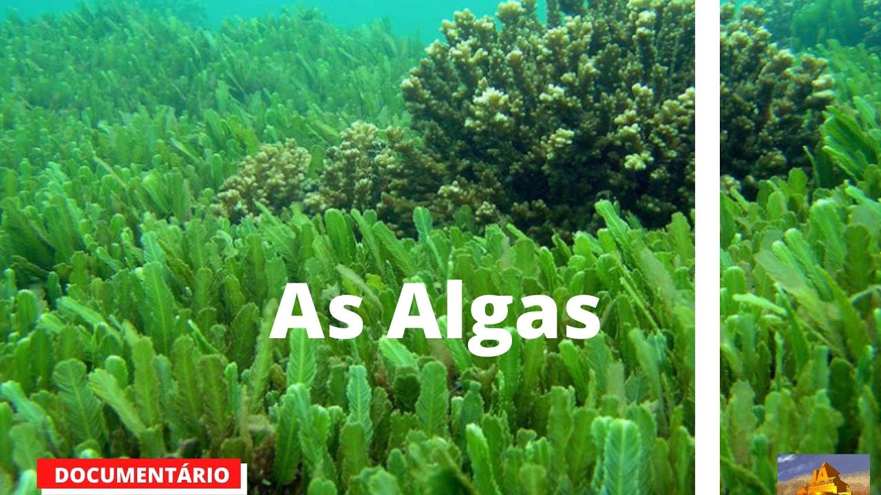 DOCUMENTARY: The Algae