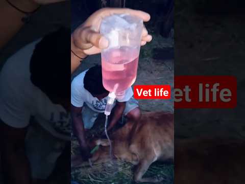 vet life🙏#vet #vetlife #viral #animals #emergency #veterinarian #veterinary #shorts #yt#subscribe