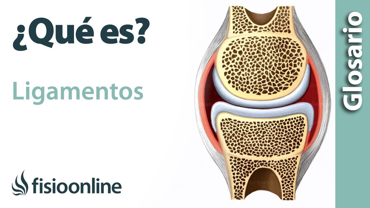LIGAMENTOS | Qué son, significado, ubicación, para qué sirven y ...