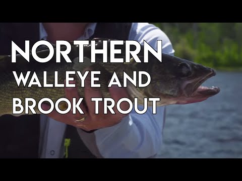 Big Walleye and Brook Trout in Northern Ontario