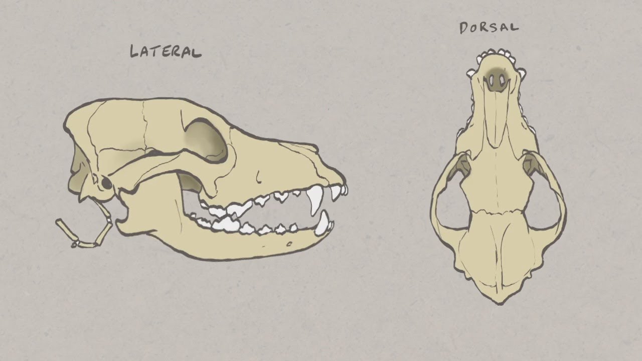 VNatomy - Canine Skull overview
