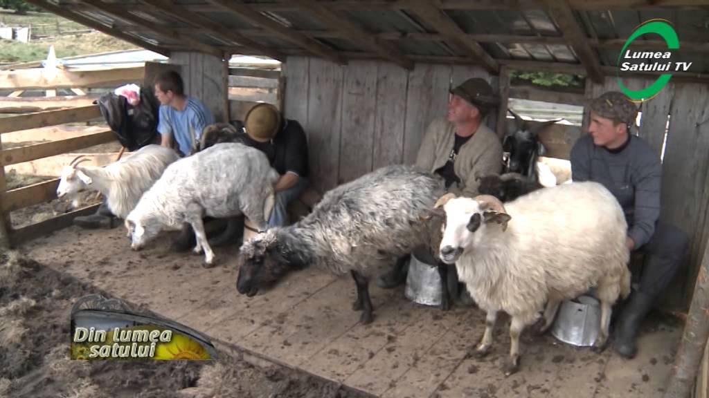 Zootehnie - despre ovine si caprine | Vegan în România
