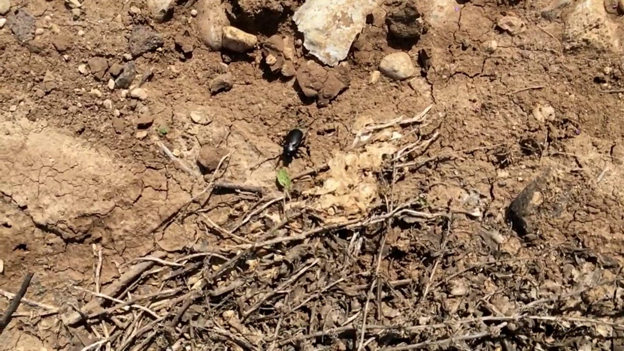 Bug Life Live Video Wallpaper