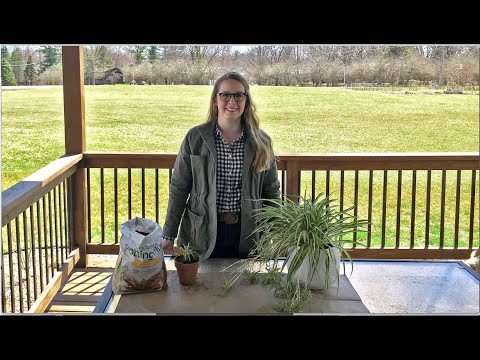 How to Turn Your Spider Plant Babies into More Houseplants || Better Homes & Gardens