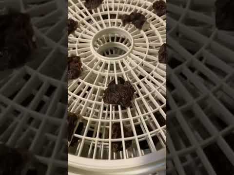 COSORI Food Dehydrator Machine for Jerky, 5 BPA Free Trays Dryer with