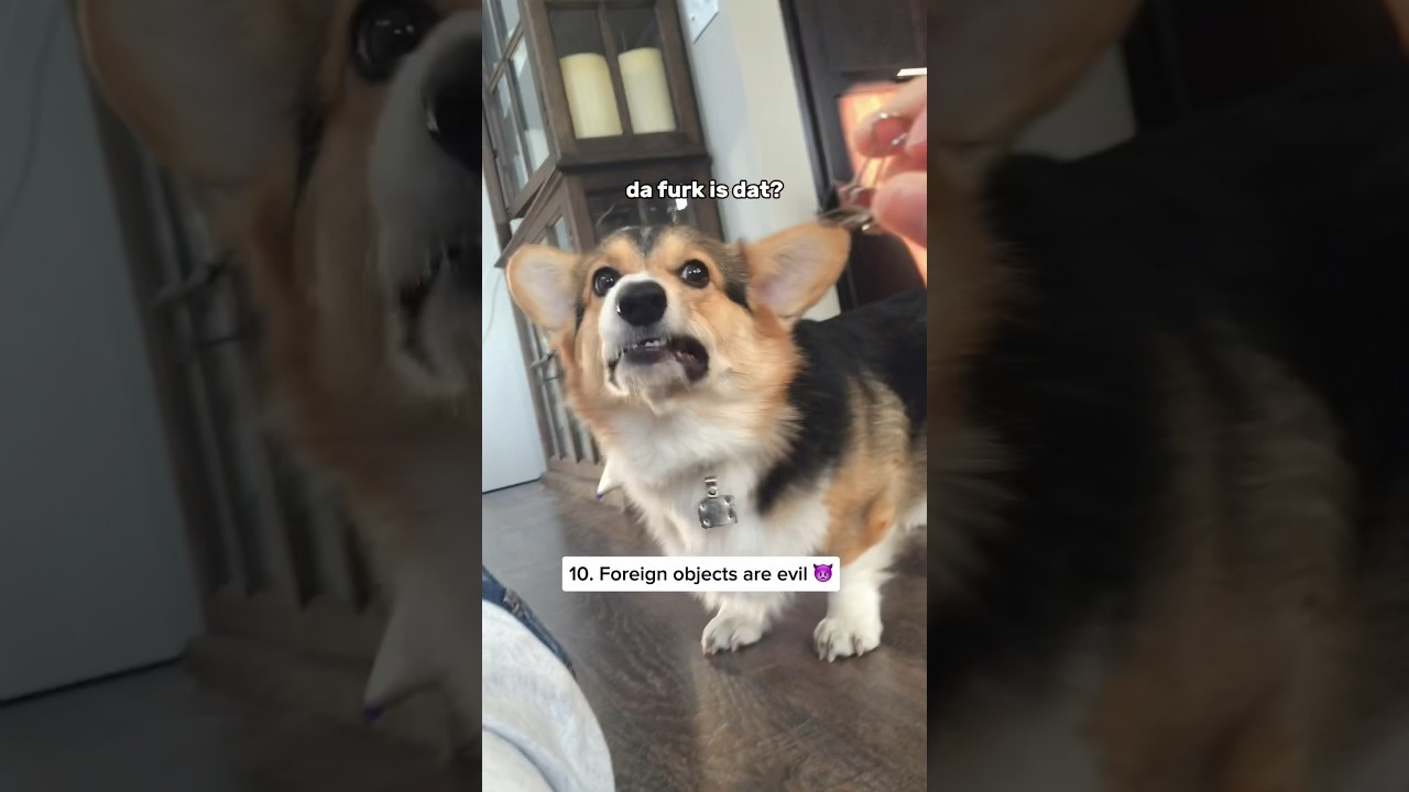 10 Things Only Corgi Owners Will Understand