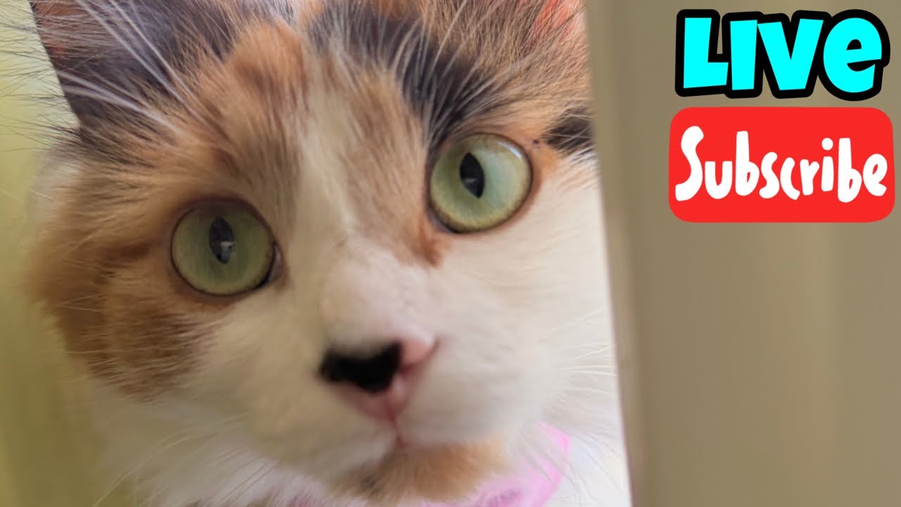 TGIF - Friday With Cats - Live Stream