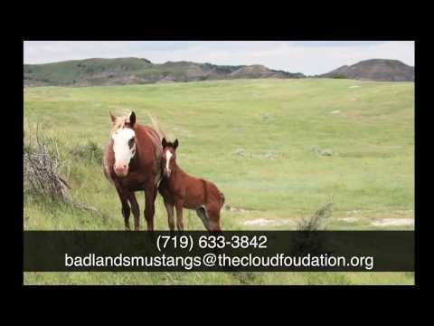 Campaign launches to protect Badlands Mustangs from going to slaughter ...