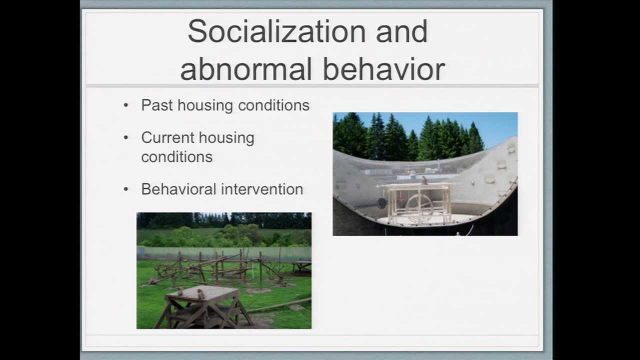 Socialization: Behavioral Intervention and Temperament Testing