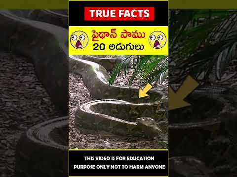 Python snake facts #telugufacts ????పైథాన్ పాము???? #amazingfacts #truefacts #shorts