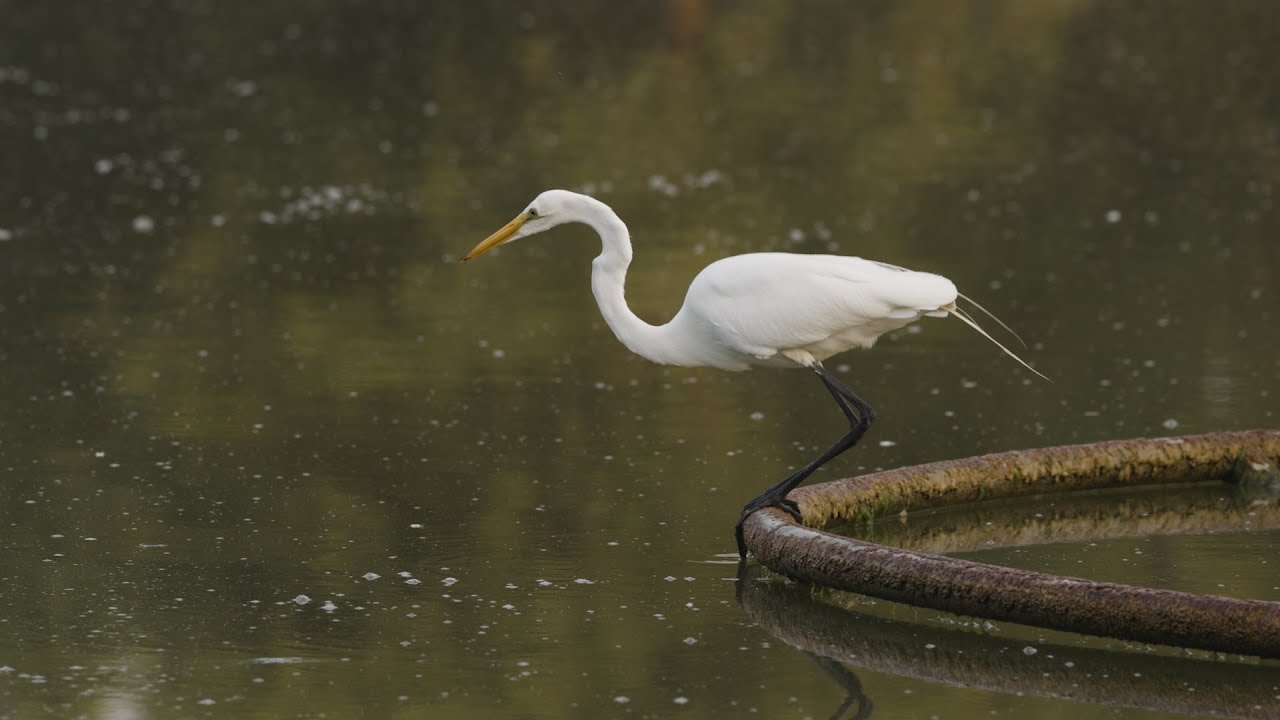 Into the Forest | WashU