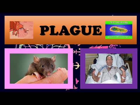 PLAGUE | FULL EXPLANATION IN HINDI BYN.G MEDICALS