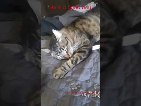my mackerel tabby