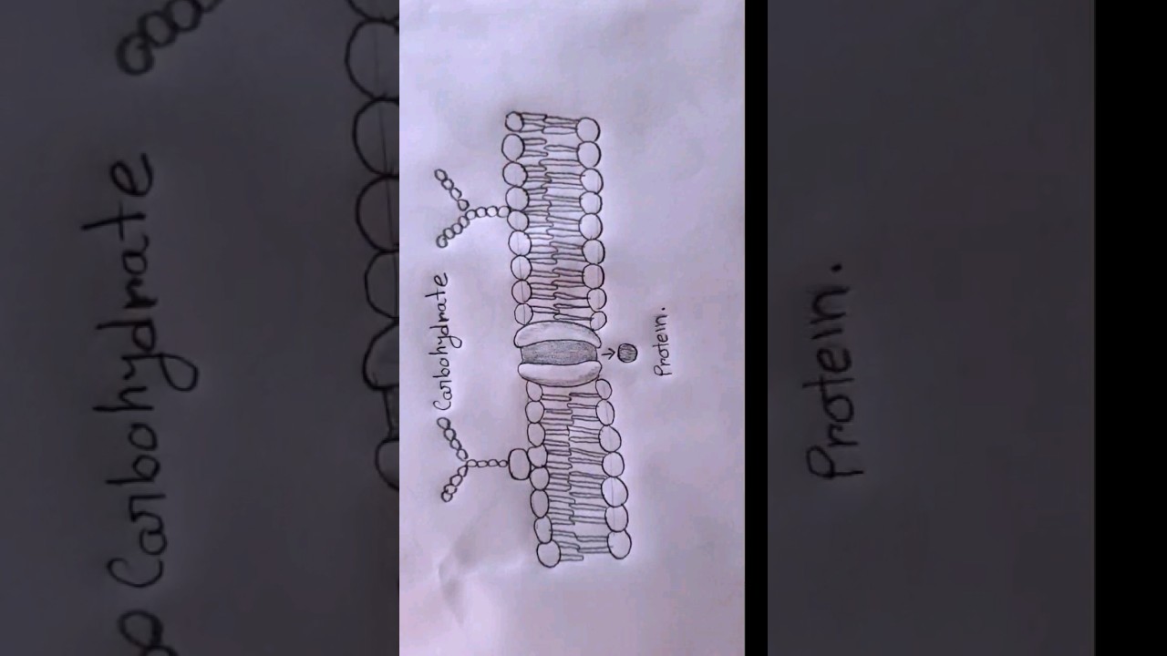 how to draw cell membrane #art#shortsvideo #shortsviral #howtodraw