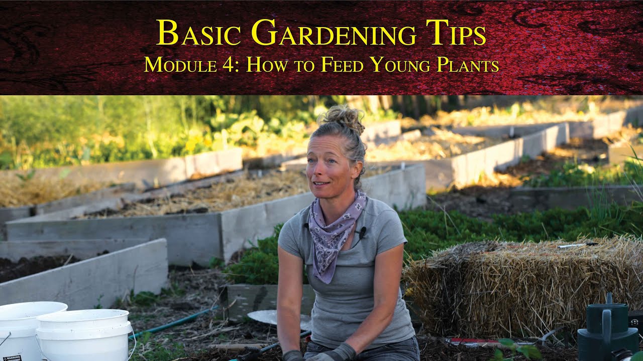 Basic Gardening Tips – Module 4: How do we feed young plants once ...