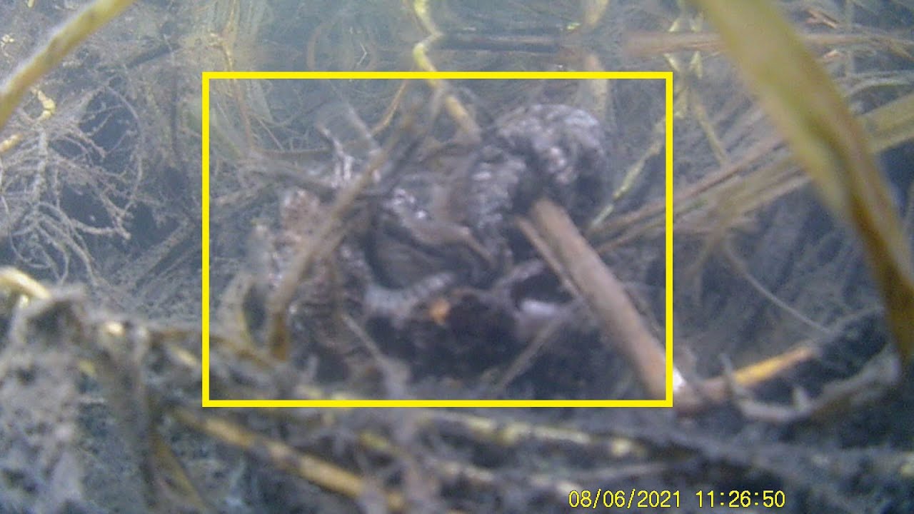 I found a leech on a dead snake