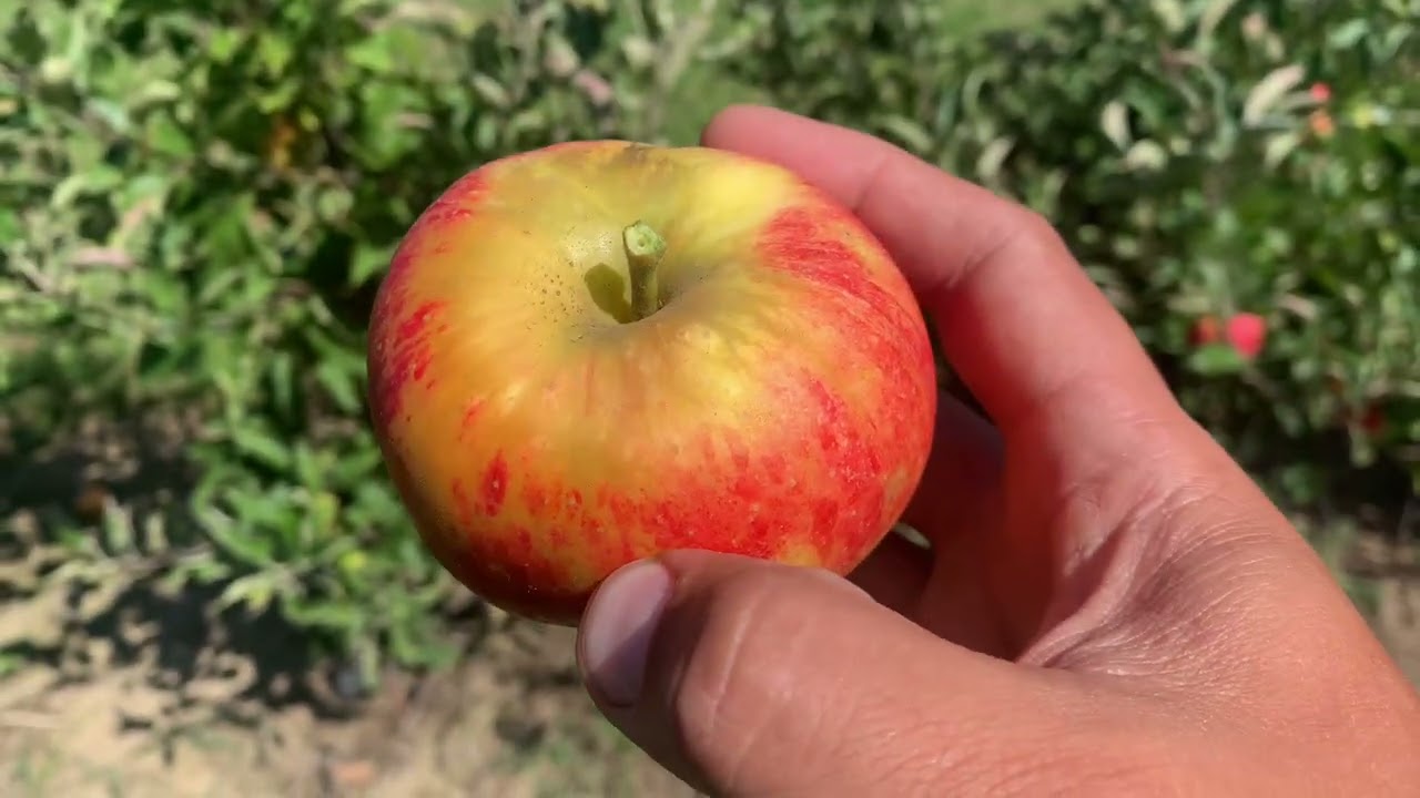 Elstar Apple Tasting