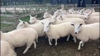 Sheep for Sale & Wanted | Border Livestock Exchange