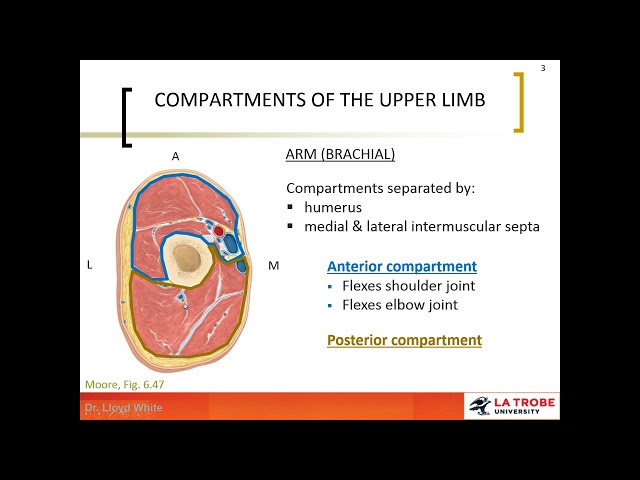 Understanding the Compartments of the Upper Limb: A Comprehensive Guide ...