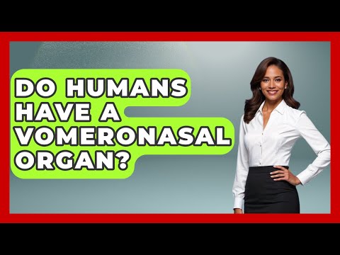Do Humans Have A Vomeronasal Organ? - The Wild Life Explorer