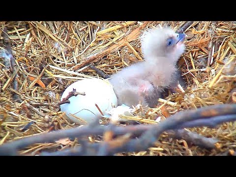 Washington DC Eagles 3 17 18 145pm Congrats!Liberty & Justice on 1st hatch this season