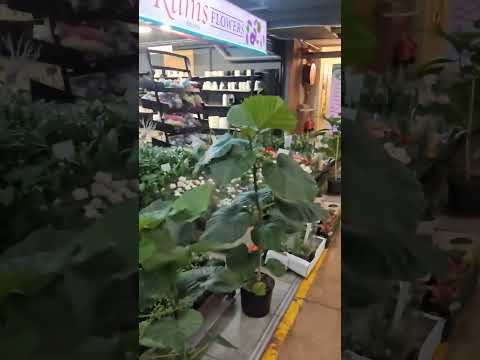 Flower Market with Coffee Shop