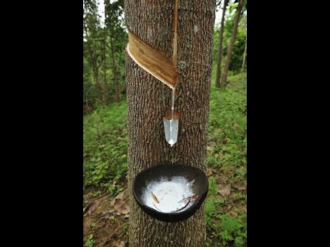 Natural Rubber RSS 1 - RMA 1 Rubber Latest Price, Manufacturers & Suppliers