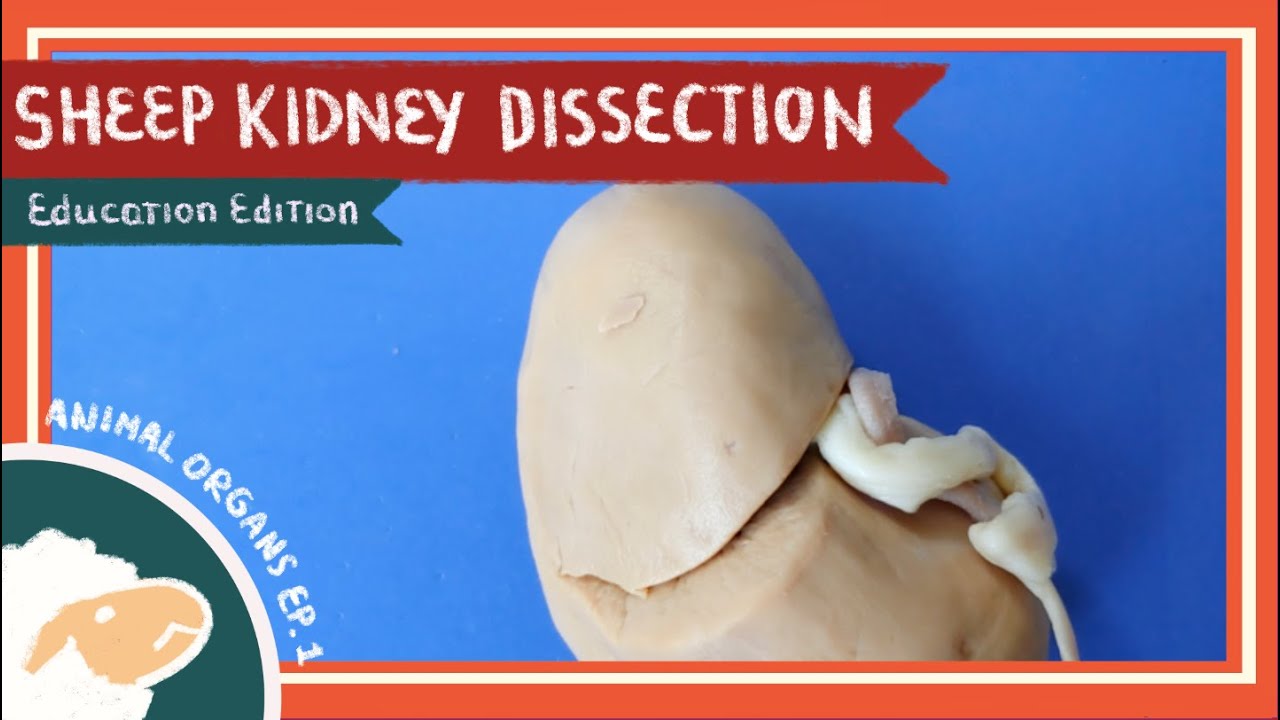 Kidney Dissection || An Open Book [EDU]