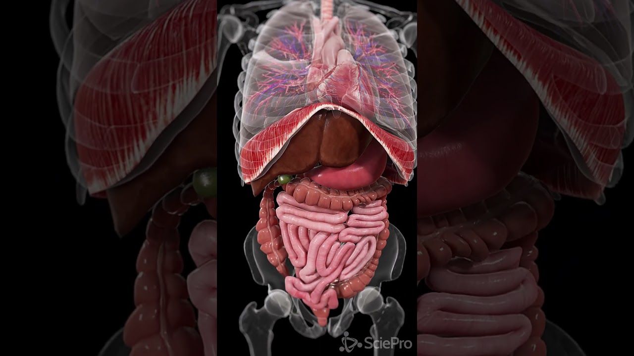 Explore the Dynamic Movements Inside Your Body   #anatomy #meded #3danimation