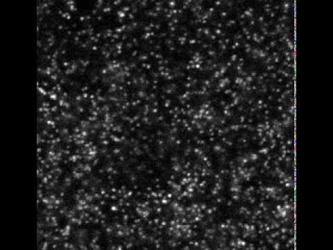 Bicoid mRNA labeled in early Drosophila embryo (staufen mutant background) - 10x zoom